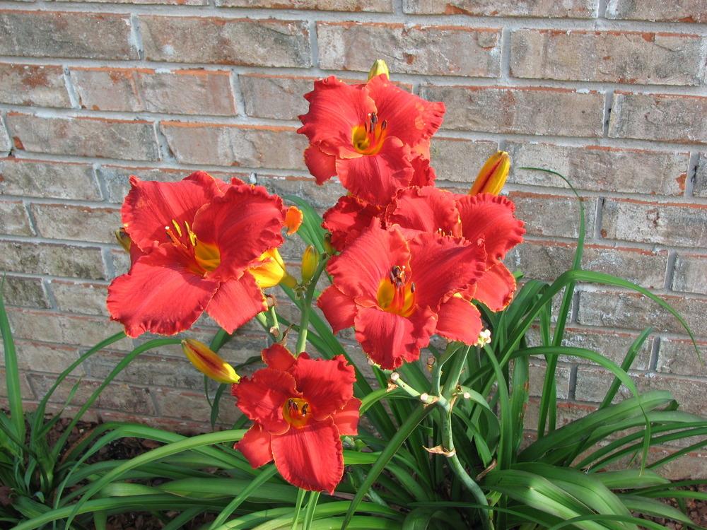 Photo of the entire plant of Daylily (Hemerocallis 'Forestlake Ruby Ruffles') posted by tink3472 ...