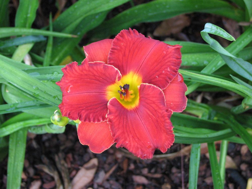 Photo of the bloom of Daylily (Hemerocallis 'Cupid Calling') posted by ...