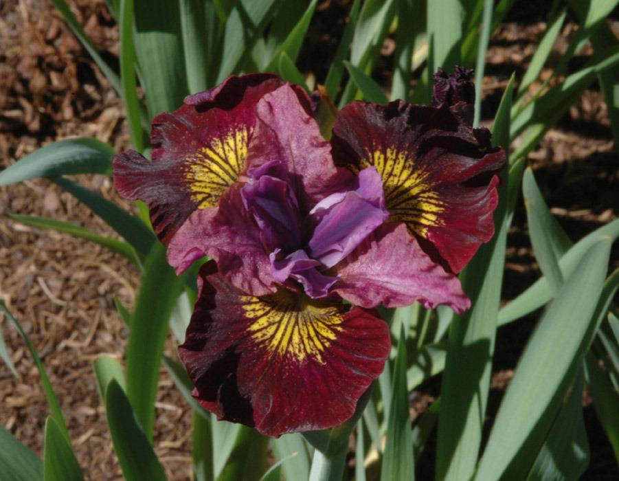 Photo of the bloom of Siberian Iris (Iris 'Miss Apple') posted by Calif ...