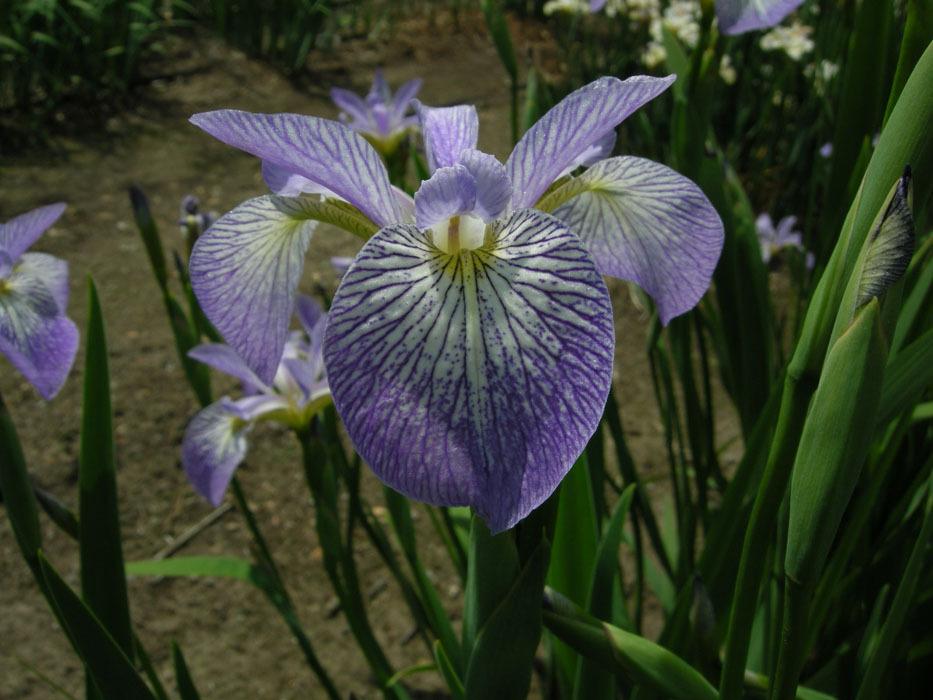 Dagger Flower (Iris versicolor 'Whodunit') in the Irises Database ...
