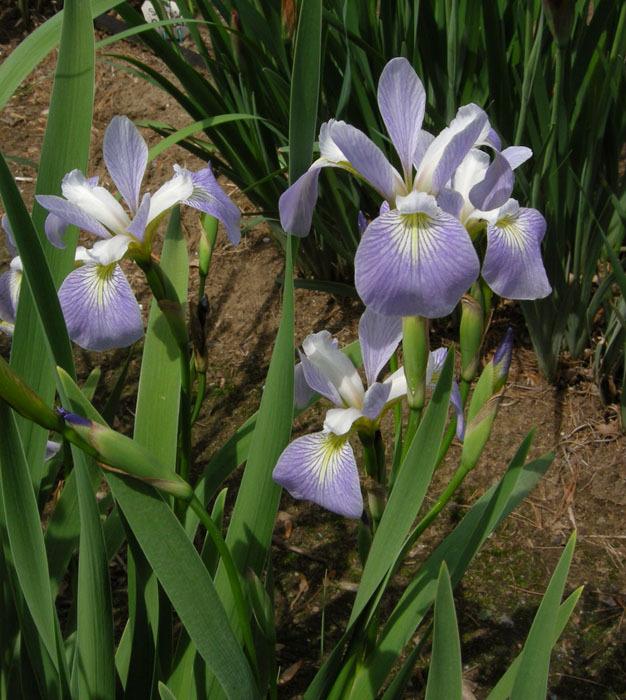 Species Iris (Iris versicolor 'Epic Poem') in the Irises Database ...