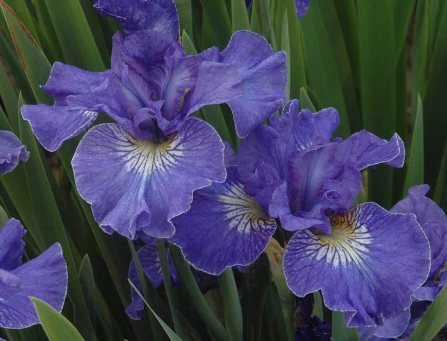 Siberian Iris (Iris 'June to Remember') in the Irises Database - Garden.org