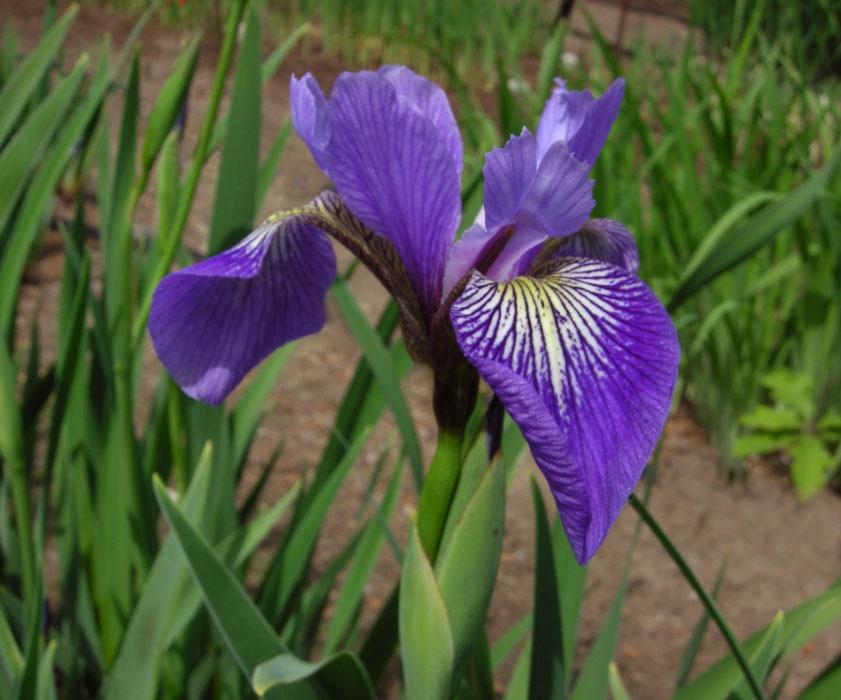 Species Iris (Iris versicolor 'Cat Mousam') in the Irises Database ...