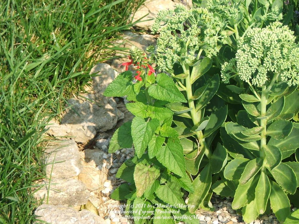Photo of the closeup of buds, sepals and receptacles of Stonecrop ...