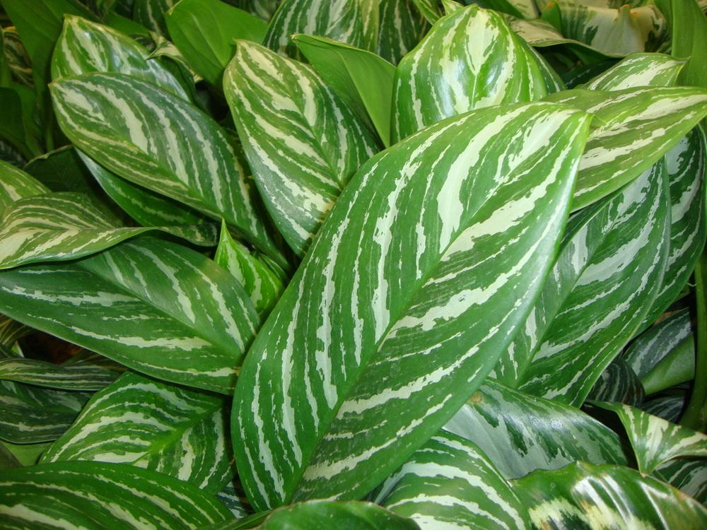 Aglaonemas: Plant Care and Collection of Varieties - Garden.org