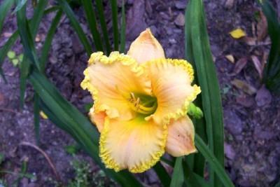 Daylily (Hemerocallis 'Crystal Singer') in the Daylilies Database ...