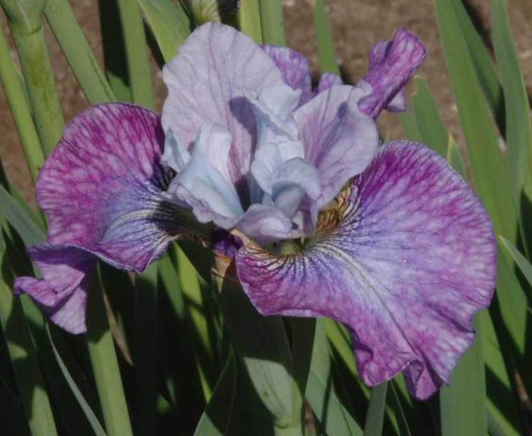 Siberian Iris (Iris 'Plum Frolic') in the Irises Database - Garden.org