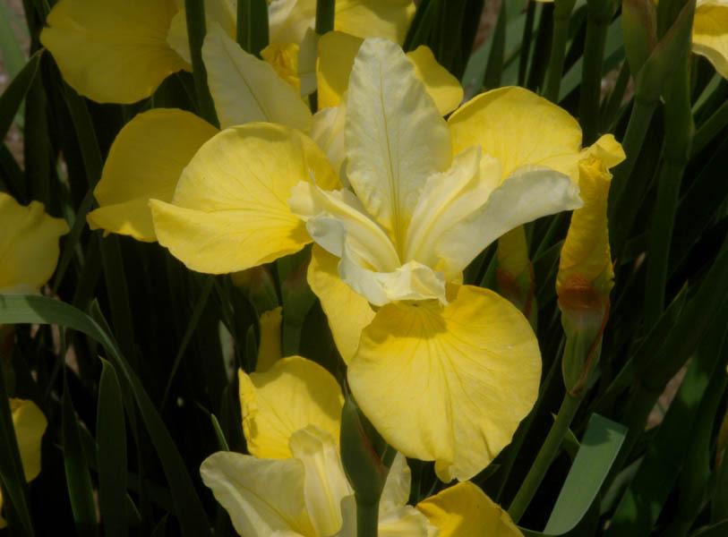 Siberian Iris (Iris 'Tree of Songs') in the Irises Database - Garden.org