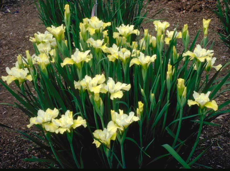 Photo of the entire plant of Siberian Iris (Iris 'Summer Revels ...