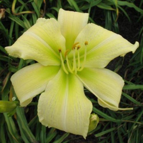 Daylily (Hemerocallis 'Irish Handshake') in the Daylilies Database - Garden.org