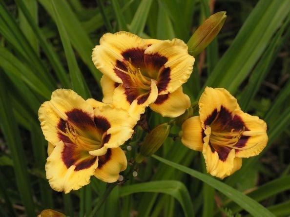 Photo of the bloom of Daylily (Hemerocallis 'Jason Salter') posted by vic - Garden.org