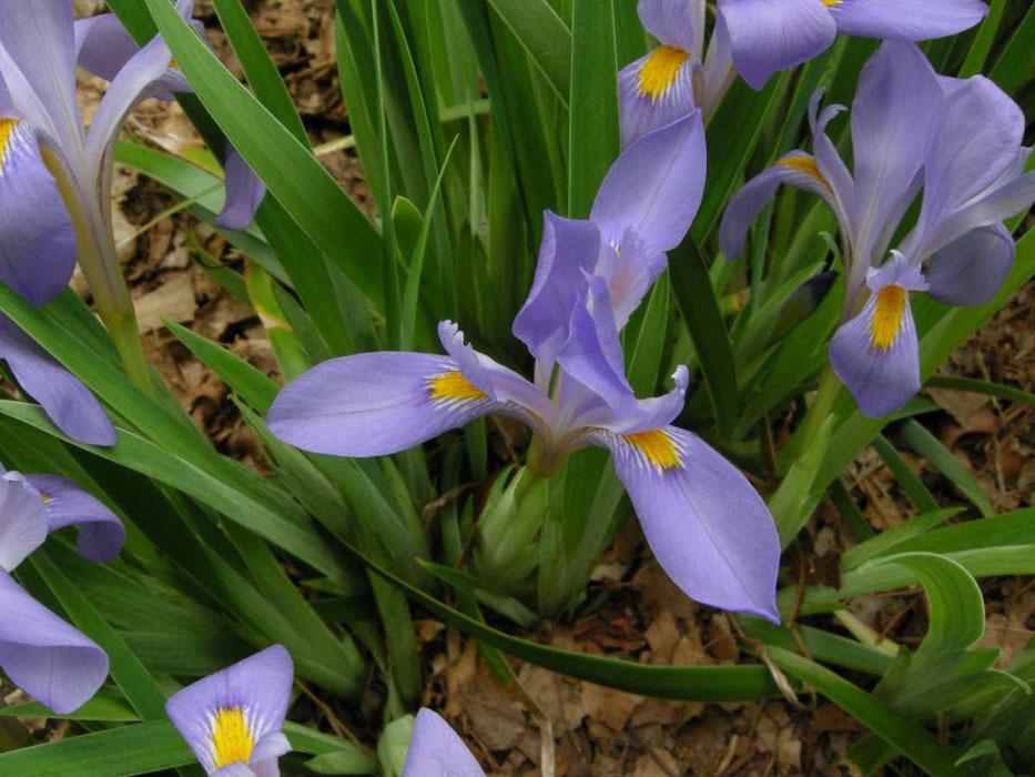 Species Iris (Iris verna var. smalliana 'Brumback Blue') in the Irises ...