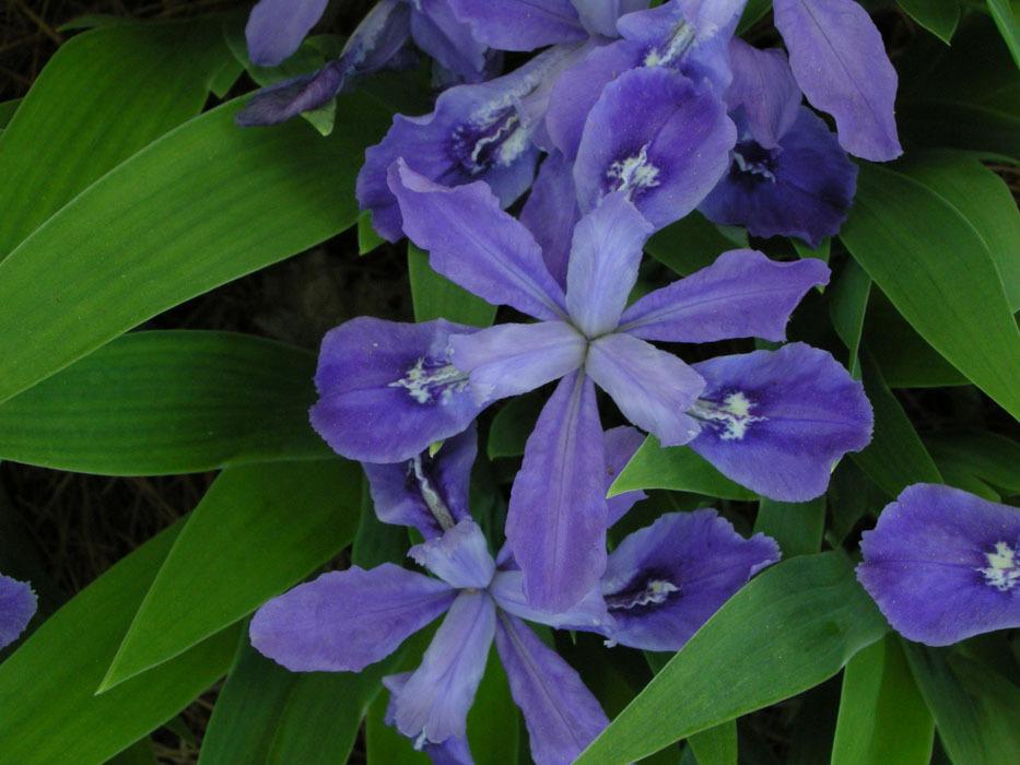 Species Iris (Iris cristata 'Little Jay') in the Irises Database ...