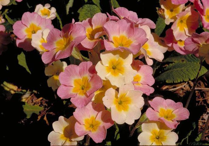 Primrose (Primula 'Spring Pastels') in the Primroses Database - Garden.org