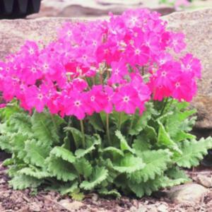 Primrose (Primula sieboldii 'Rock Candy') in the Primroses Database ...