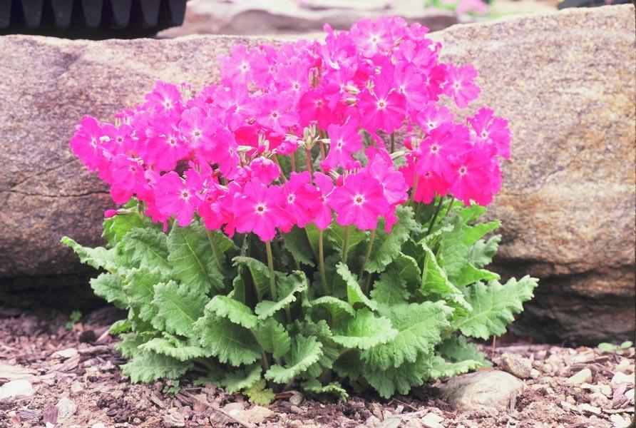 Primrose (Primula sieboldii 'Rock Candy') in the Primroses Database ...