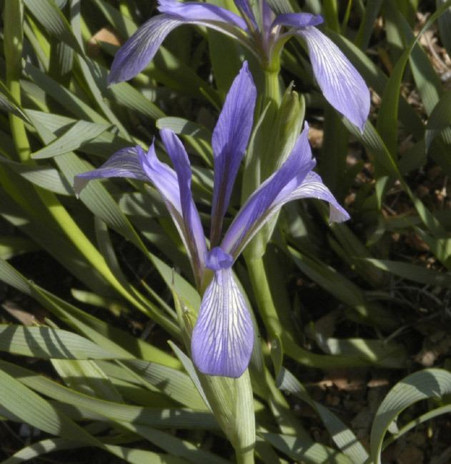 Species Iris (Iris lactea 'Redundant') in the Irises Database - Garden.org
