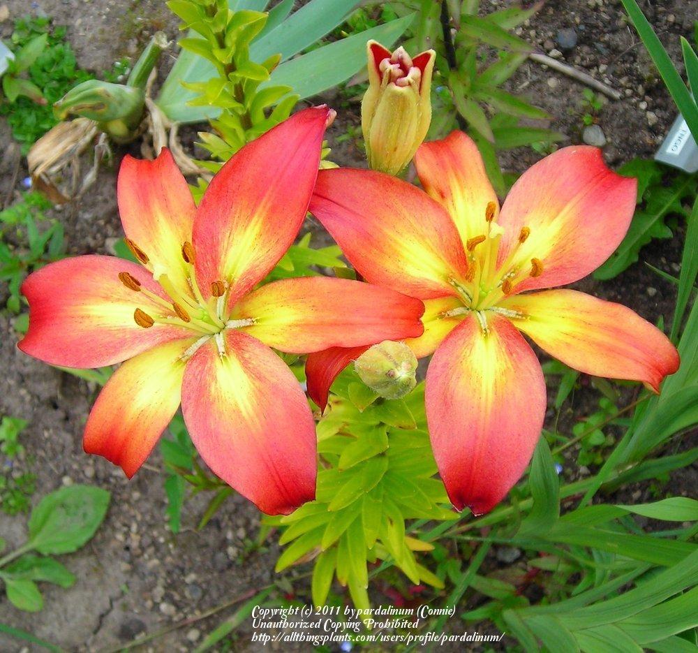Lily (Lilium 'Megan') in the Lilies Database - Garden.org