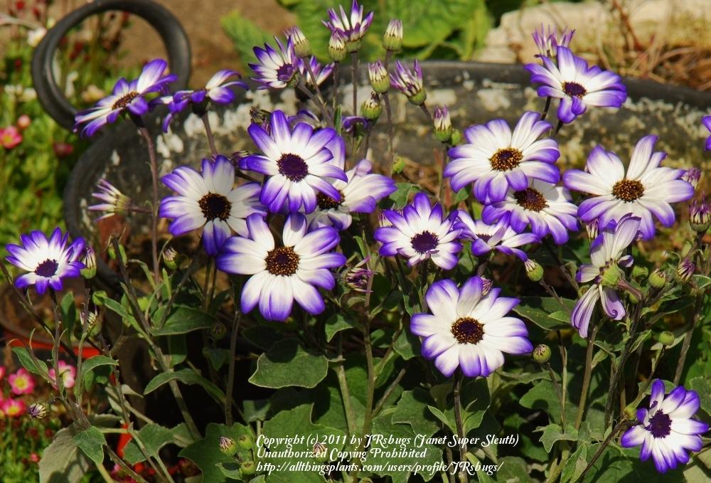 Photo of the entire plant of Florist's Cineraria (Pericallis Senetti ...