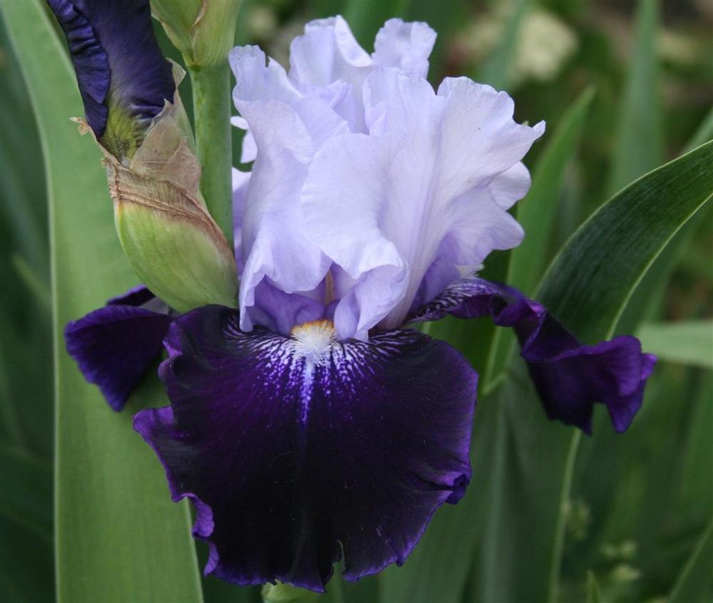 Photo of the bloom of Tall Bearded Iris (Iris 'High Class') posted by ...