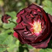 Rose (Rosa 'Olde Romeo') in the Roses Database - Garden.org