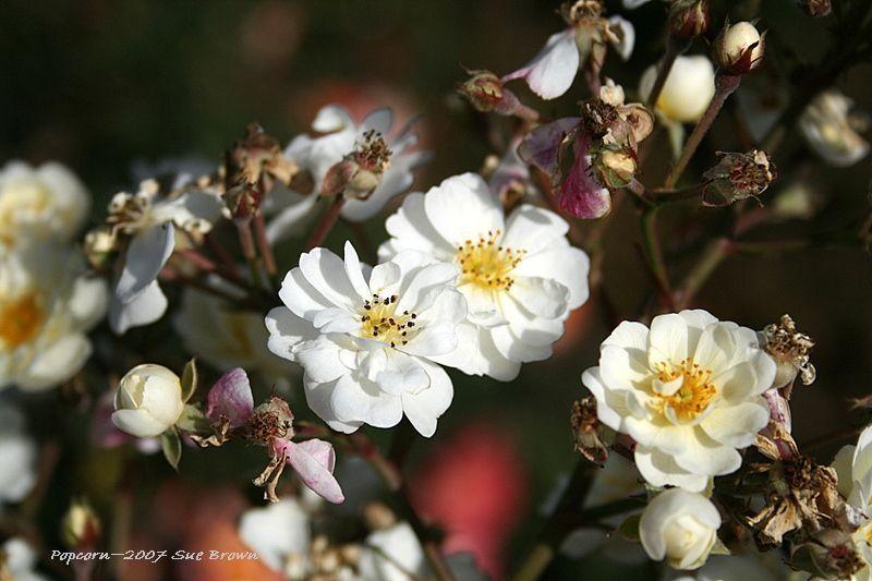 Rose (Rosa 'Popcorn') in the Roses Database - Garden.org