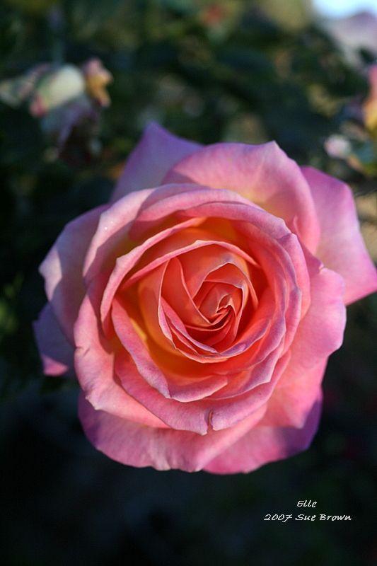 Photo of the bloom of Rose (Rosa 'Elle') posted by Calif_Sue - Garden.org
