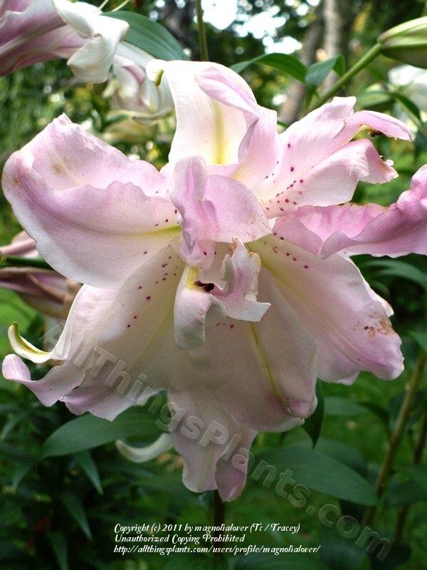 Lily (Lilium 'Double Vision') in the Lilies Database - Garden.org