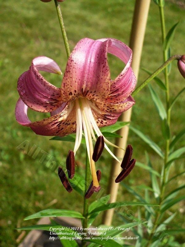 Asiatic Lily (Triploid) (Lilium 'Eileen North') in the Lilies Database ...