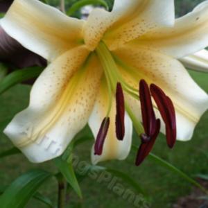Lily (Lilium 'Jameson') in the Lilies Database - Garden.org