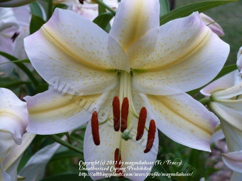 Lily (Lilium 'Star Class') in the Lilies Database - Garden.org