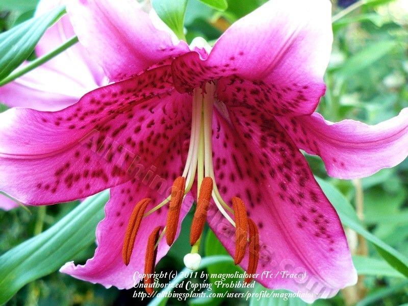 Lily (Lilium 'Red Baron') in the Lilies Database - Garden.org