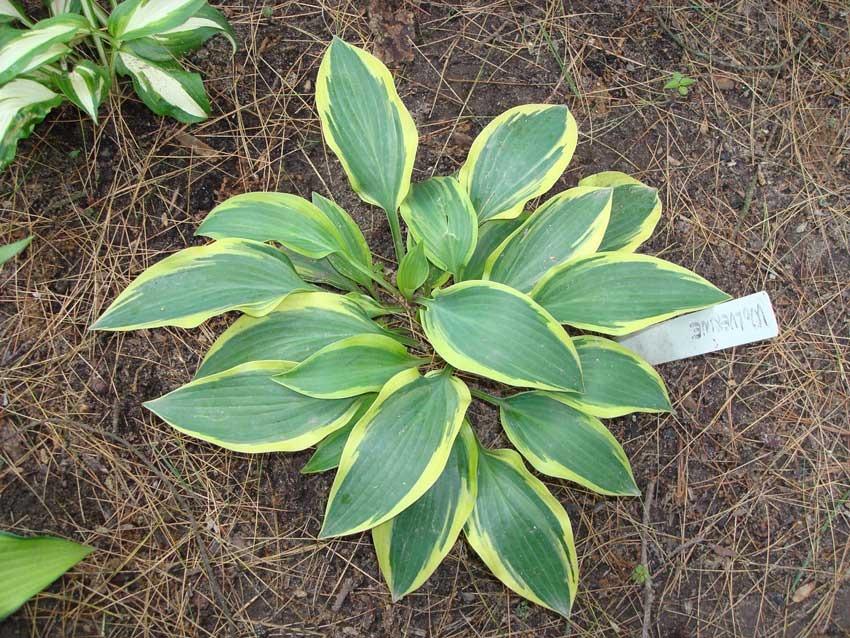 Photo of the entire plant of Hosta 'Wolverine' posted by tcs1366 ...