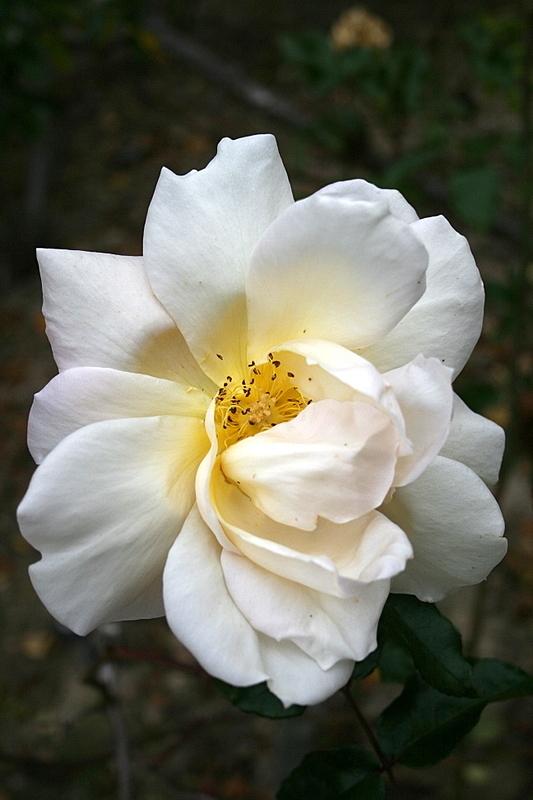 Photo of the bloom of Rose (Rosa 'Dr. Brownell') posted by Calif_Sue ...