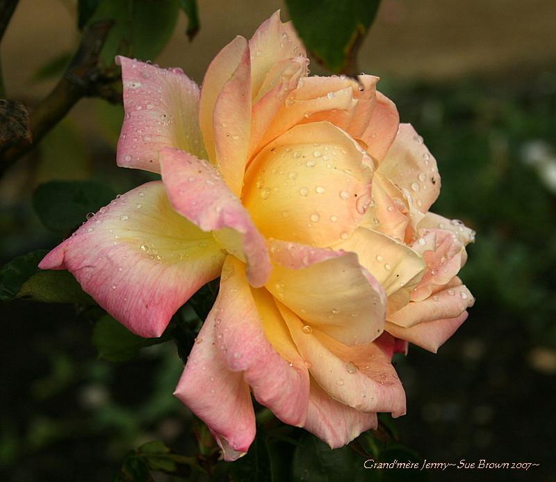 Rose (Rosa 'Grand'mere Jenny') in the Roses Database - Garden.org