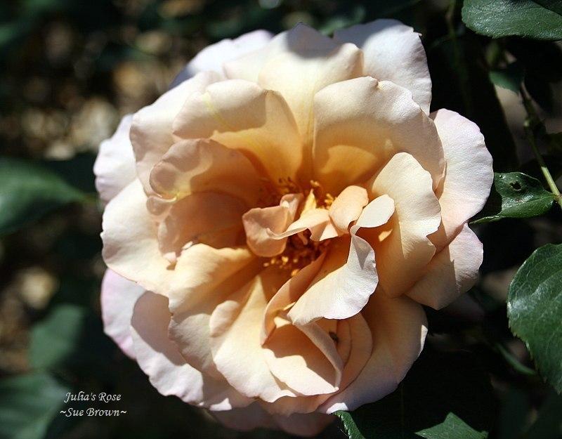 Photo of the bloom of Rose (Rosa 'Julia's Rose') posted by Calif_Sue ...