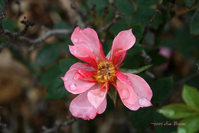 Rose (Rosa 'Halo Karol') in the Roses Database - Garden.org