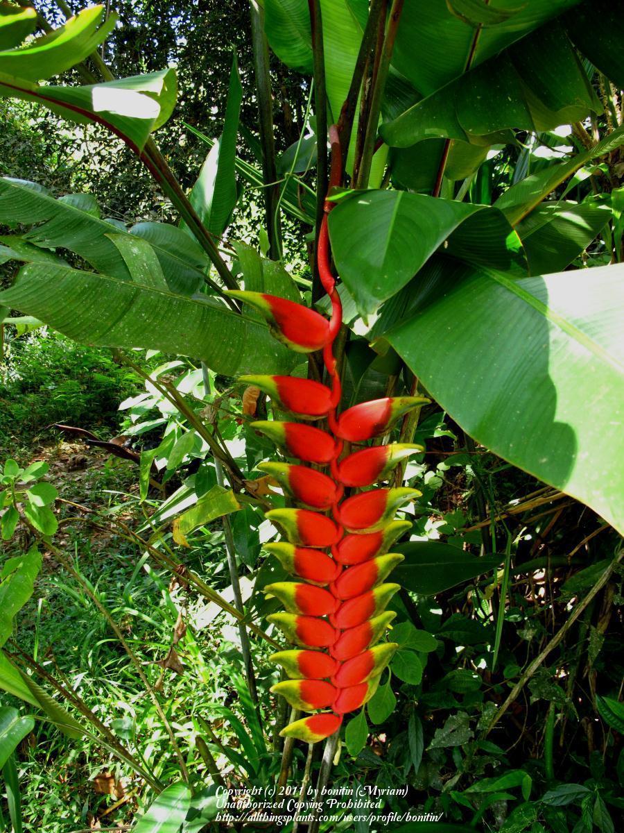 Pendent Heliconia (Heliconia pendula) - Garden.org