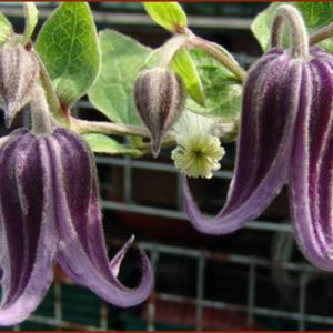 Clematis (Clematis ianthina 'Josie's Midnight Blue') in the Clematis ...