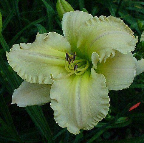 Photo of the bloom of Daylily (Hemerocallis 'Life on Bajore') posted by ...