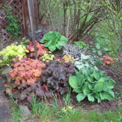 Coral Bells: Plant Care and Collection of Varieties - Garden.org