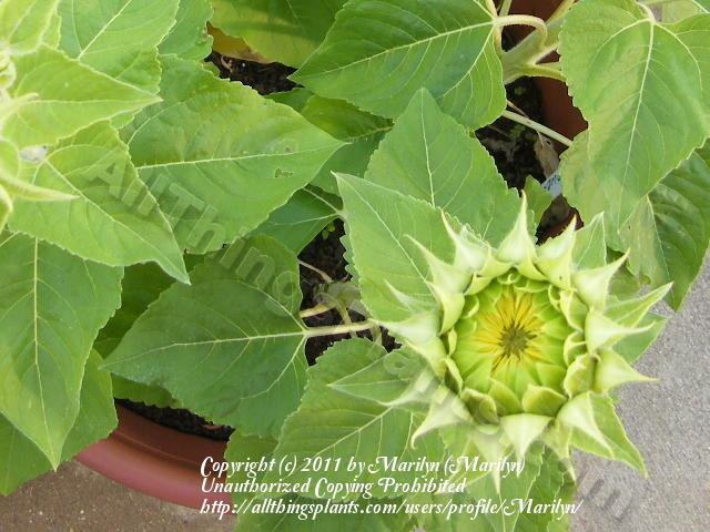 Photo of the closeup of buds, sepals and receptacles of Dwarf Sunflower ...