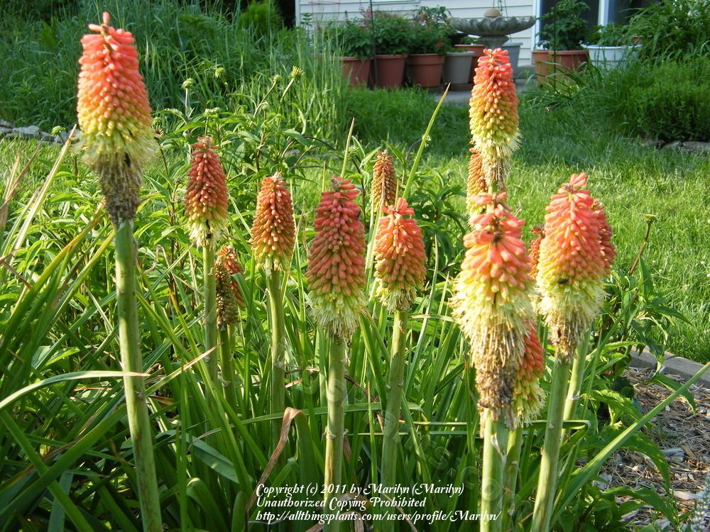 Photo of the bloom of Red Hot Poker (Kniphofia uvaria 'Flamenco ...