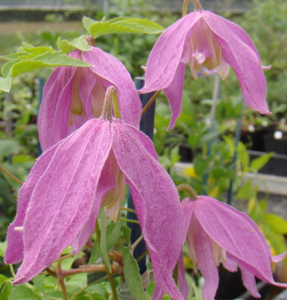Photo of the bloom of Clematis (Clematis alpina 'Constance') posted by ...