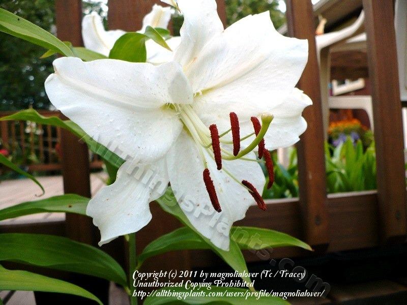 Lily (Lilium 'Princess Anna') in the Lilies Database - Garden.org