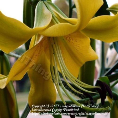 Lily (Lilium 'ML's Indian Summer') in the Lilies Database - Garden.org