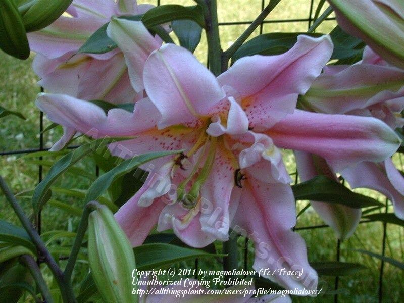 Lily (Lilium 'Luxurious') in the Lilies Database - Garden.org