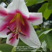 Photo of the bloom of Lily (Lilium 'Altari') posted by chrispnpt9 ...