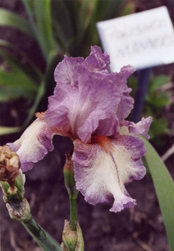 Photo of the bloom of Tall Bearded Iris (Iris 'Poetry in Motion ...