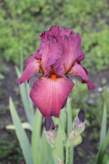 Photo of the bloom of Tall Bearded Iris (Iris 'Lady Friend') posted by ...